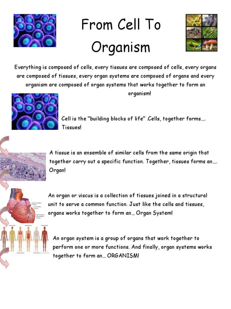 From Cells to Organisms: A Guide | PDF | Endoplasmic Reticulum | Cell ...