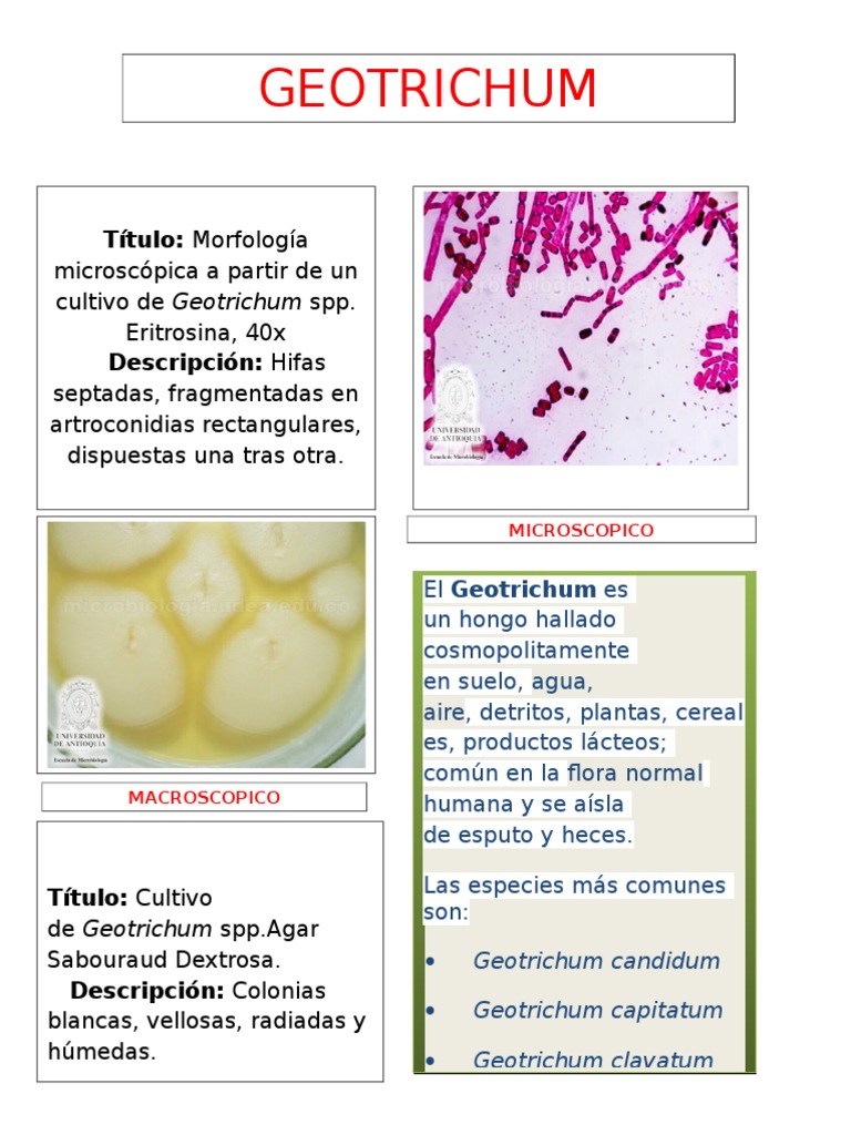 Morfología y cultivo de Geotrichum spp. | PDF