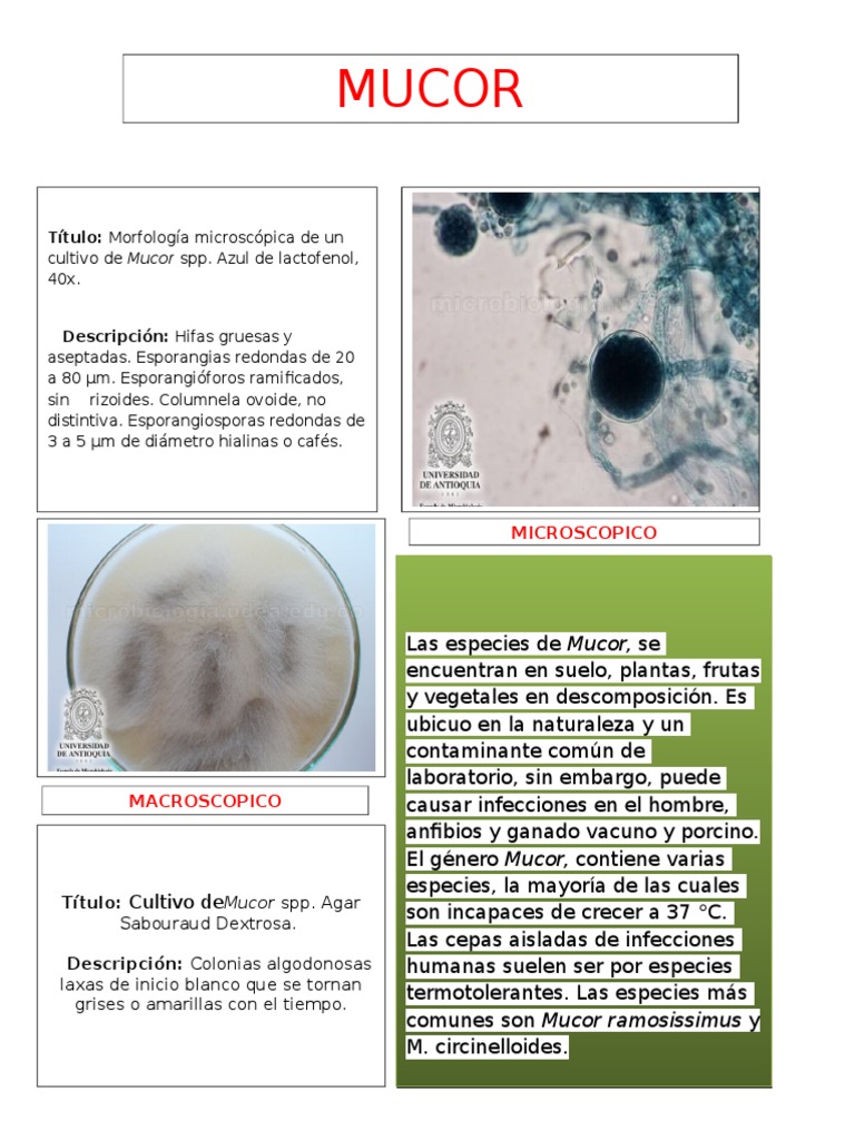 Morfología y cultivo de Mucor spp. | PDF