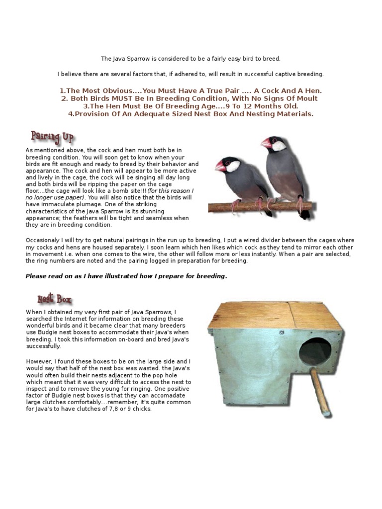 Java Sparrows | Chicken | Birds