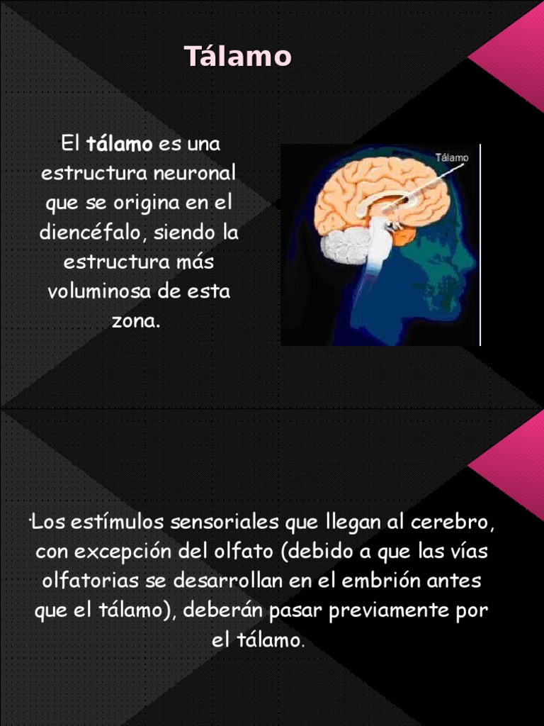 El Tálamo Es Una Estructura Neuronal Que Se Origina | PDF | Tálamo ...