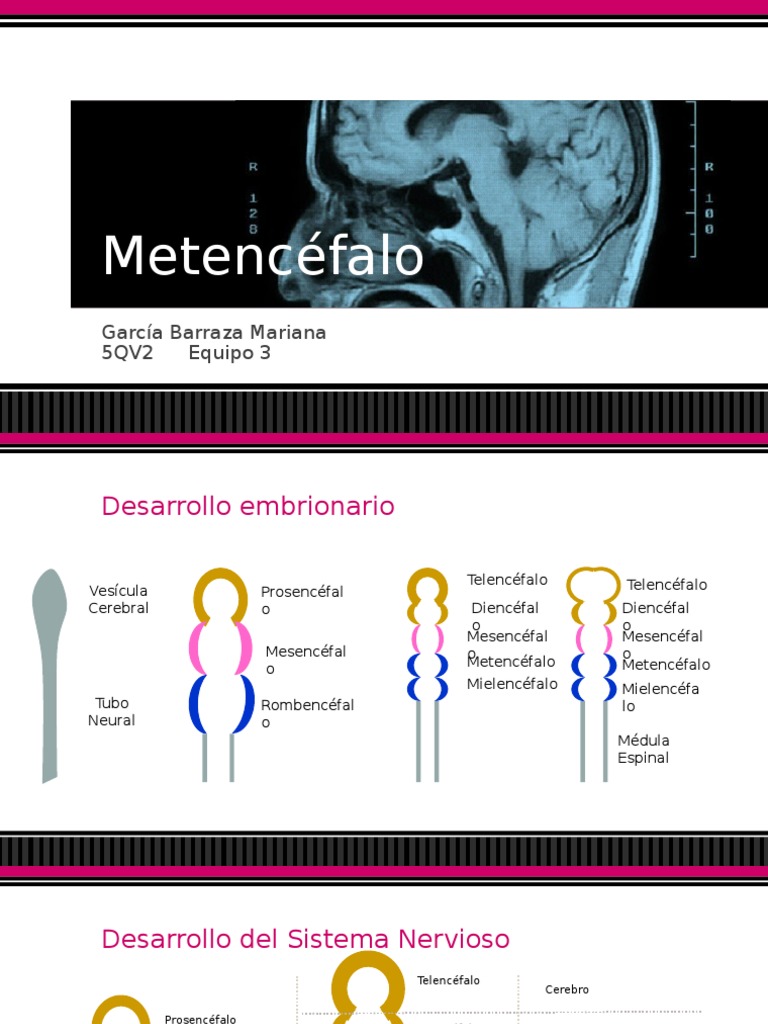 Metencefalo | PDF