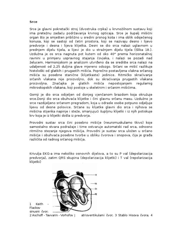 Skripta Srce... | PDF
