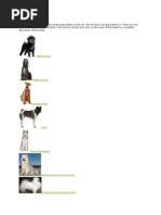 Dog Breeds | PDF