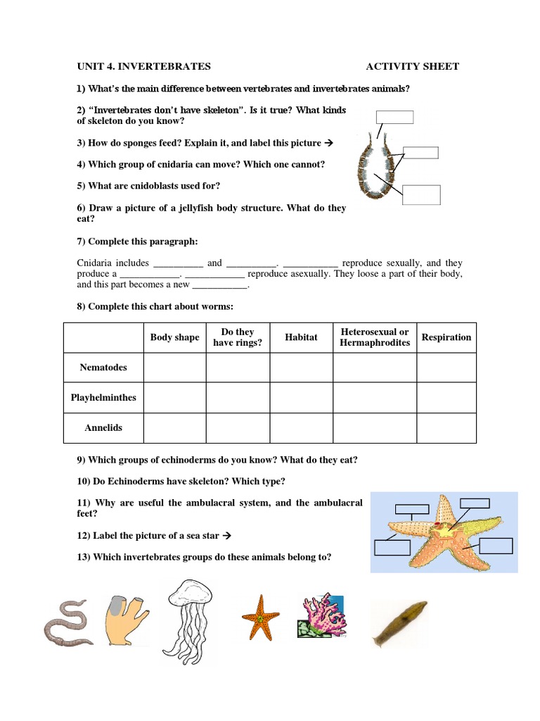 Unit 4. Invertebrates Activity Sheet | PDF