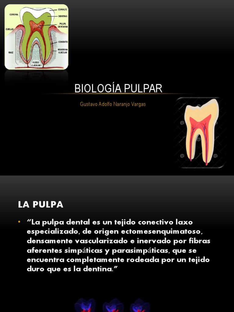 Biología Pulpar | Diente humano | Anatomía