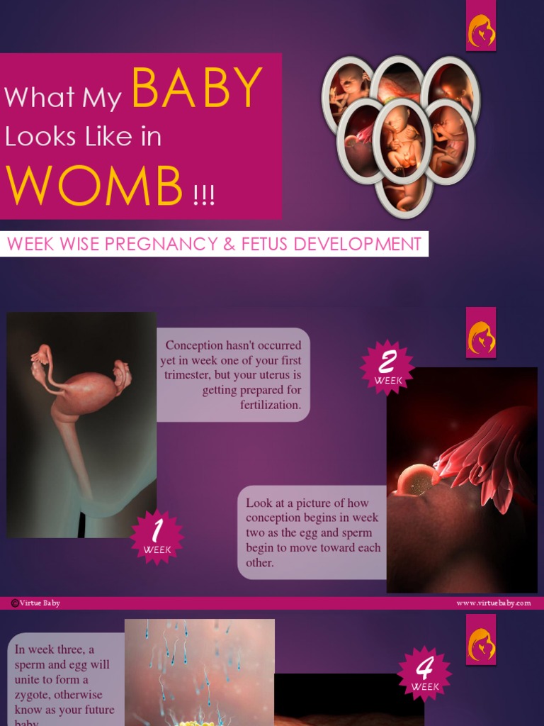 Week Wise Pregnancy & Fetus Development | PDF | Fetus | Pregnancy