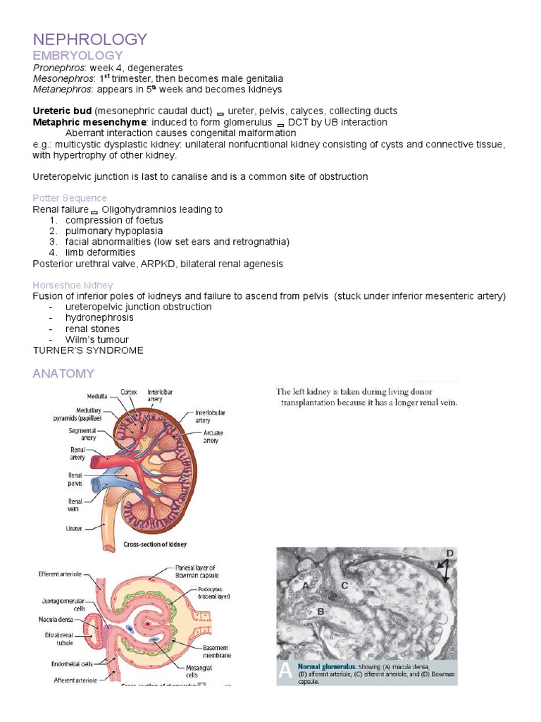 Nephrology Notes For USMLE | PDF | Kidney | Organ (Anatomy)
