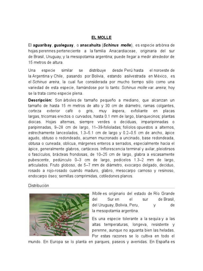 El Molle | PDF | Plantas | Horticultura y jardinería