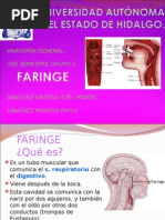 Membranas Faríngeas | PDF | Oído | Membrana mucosa