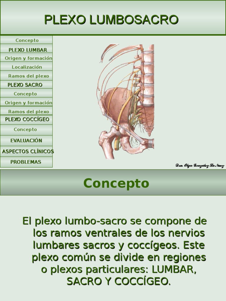 Plexo Lumbosacro