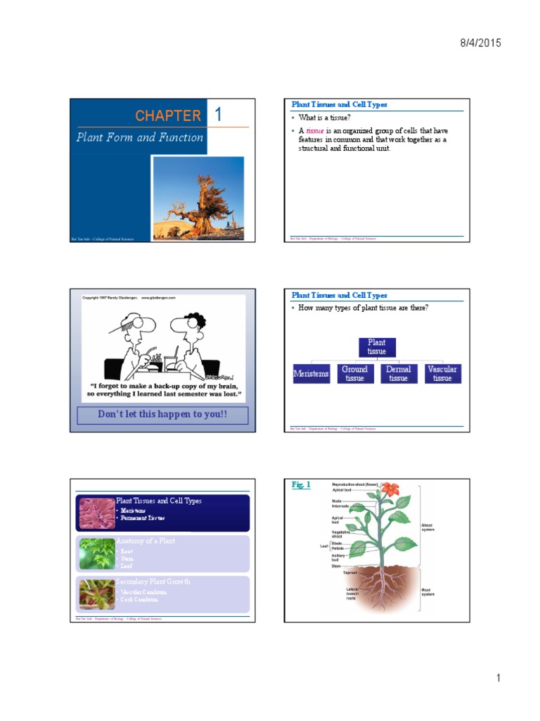 Chapter 1. Plant Form and Function | PDF | Plant Stem | Root