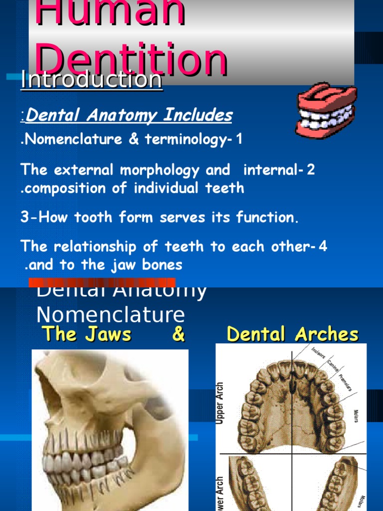 Dental Anatomy Intro | PDF | Dental Anatomy | Tooth