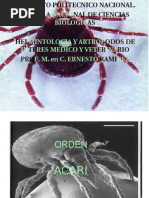 Stephanurus Dentatus | PDF