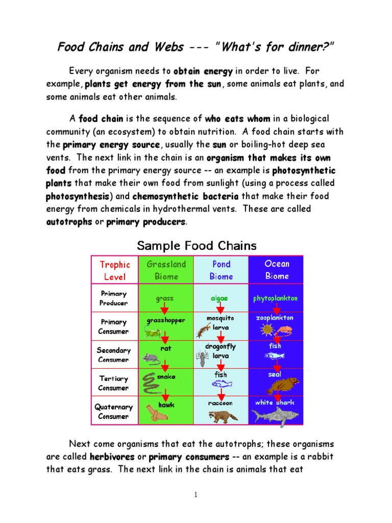 Understanding Food Chains and Trophic Levels | PDF | Food Web | Herbivore