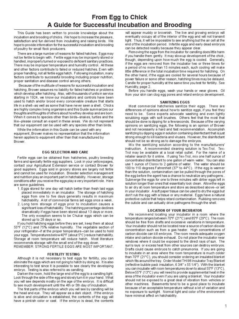 Egg To Chick Guide | PDF | Chicken | Egg