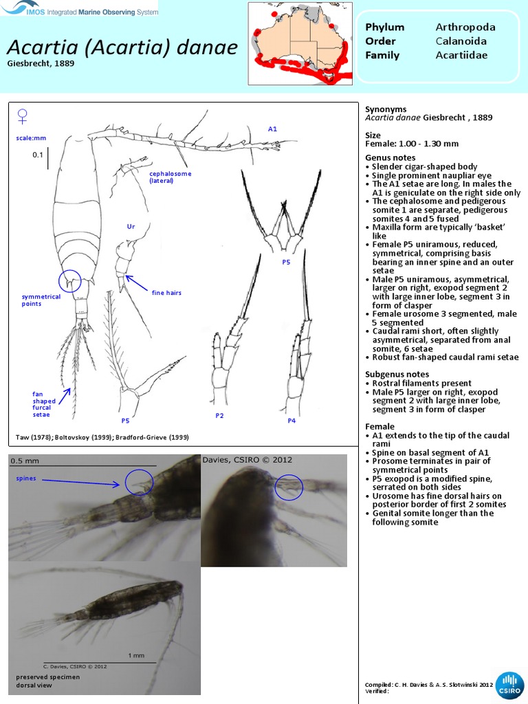 Acartia (Acartia) Danae: Phylum Order Family | PDF | Anatomical Terms ...