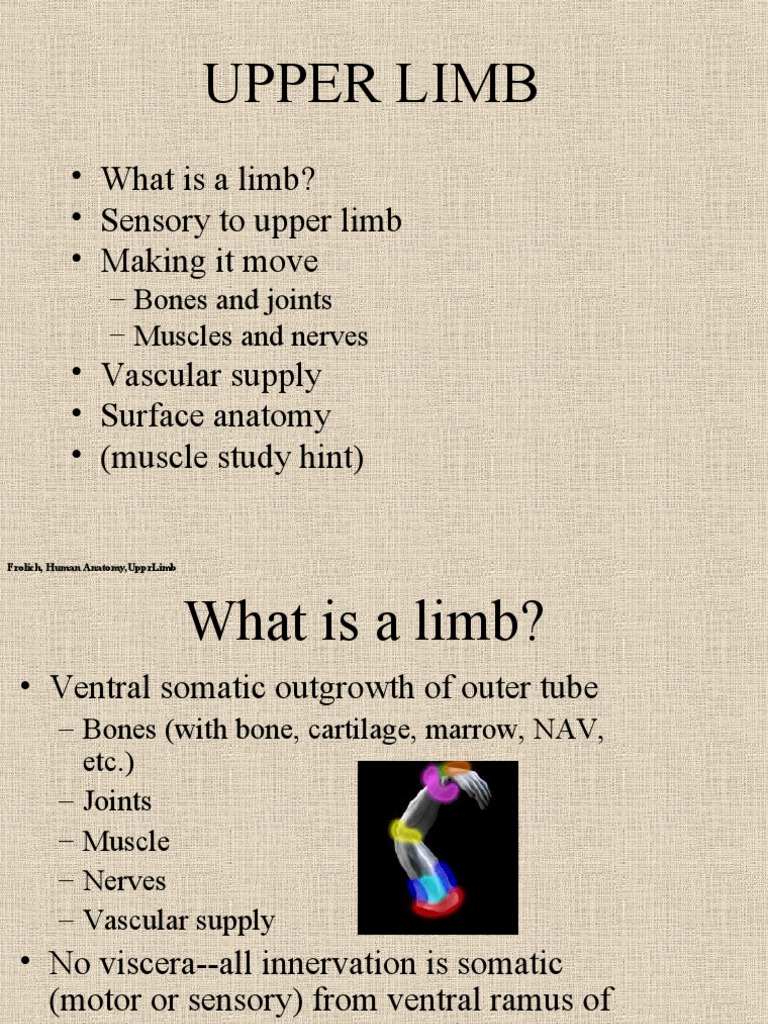 Upper Limb | PDF | Arm | Hand