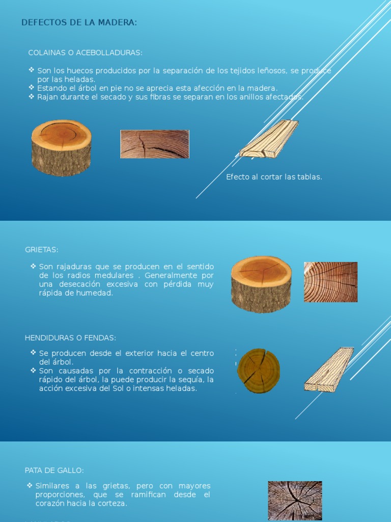 Patologías de La Madera... | PDF | Arboles | Descomposición