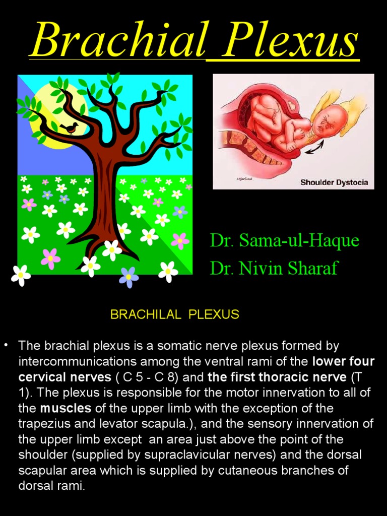 Brachial Plexus | PDF | Anatomical Terms Of Motion | Arm