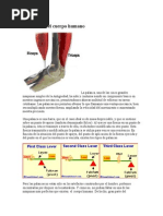 Palancas Biomecanica | PDF | Palanca | Sistema musculoesquelético
