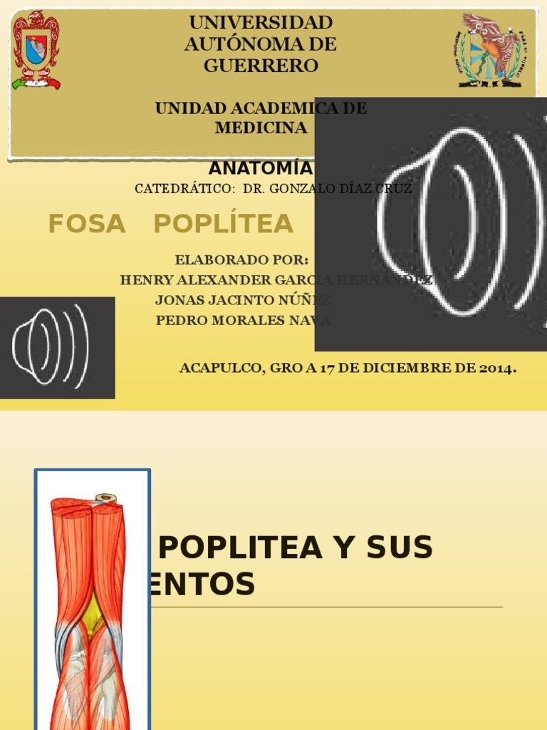 Anatomia-fosa Poplitea | Rodilla | Extremidades (anatomía)