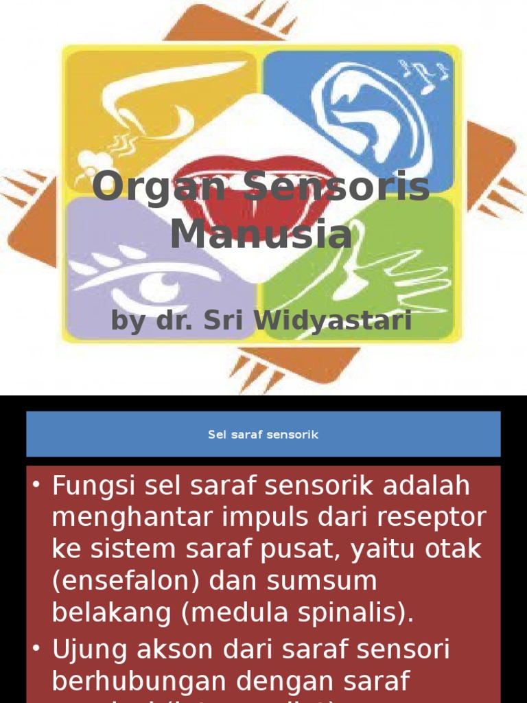 Organ Sensoris (Anatomi Fisiologi) | PDF | Sains & Matematika