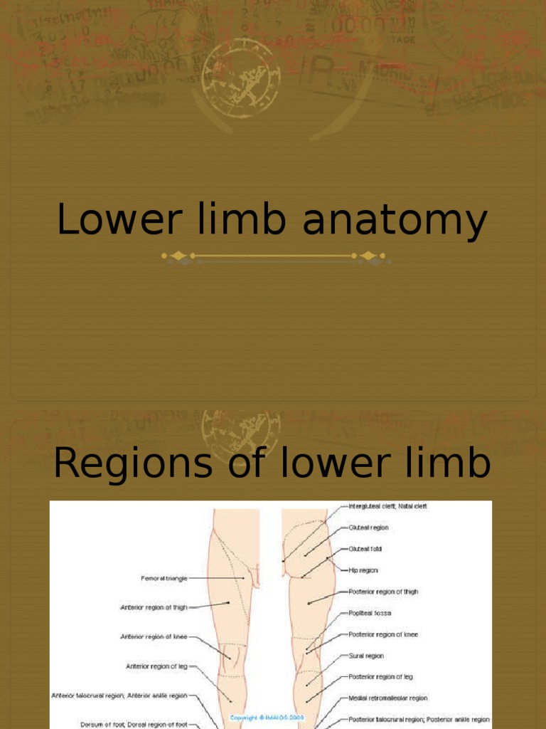 Lower Limb Anatomy | PDF
