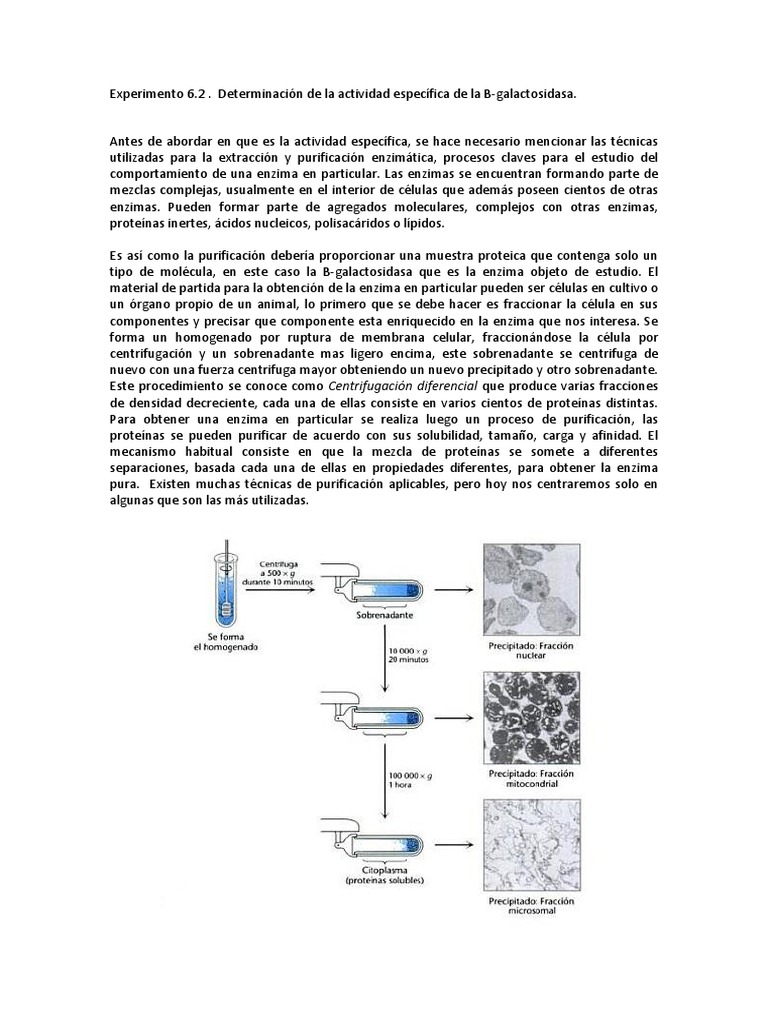 Actividad Especifica B-Galactosidasa | PDF | Bioquímica | Química