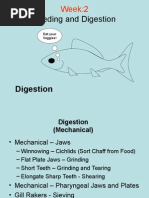 Crab - Digestive System | PDF