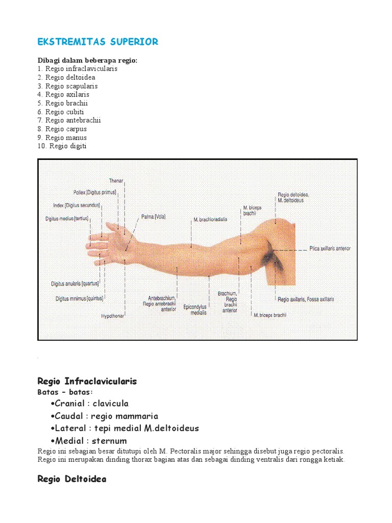 Vaskularisasi Ekstremitas Superior | PDF