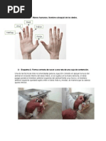 Anatomía y Cuidado de la Rata Wistar | PDF