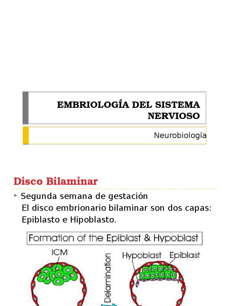 Embriologia Del Sistema Nervioso | PDF | Sistema nervioso | Procesos ...