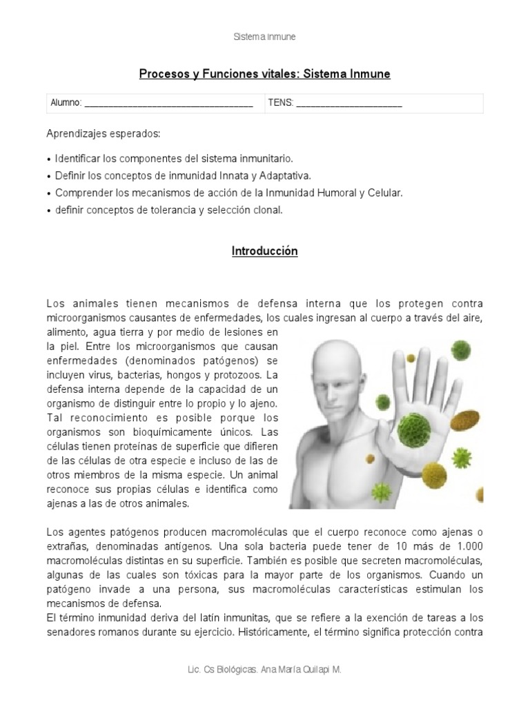Sistema Inmune | PDF | Sistema inmune | Linfocitos