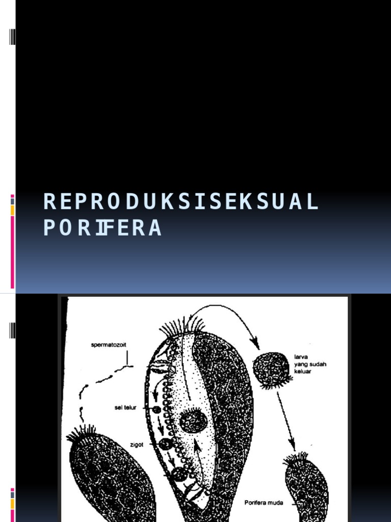Reproduksi Seksual Porifera | PDF