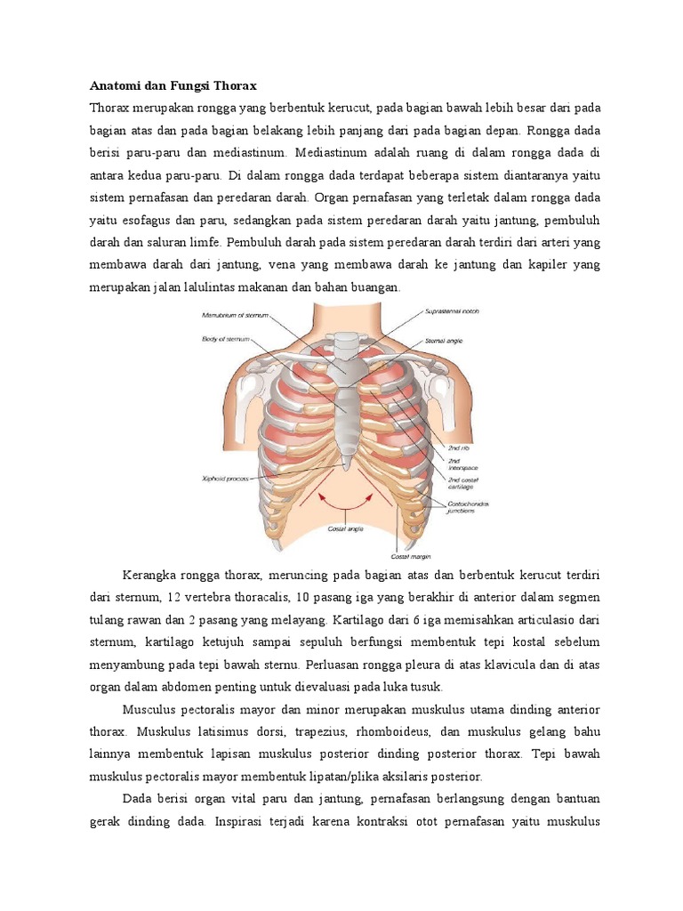 Anatomi Dan Fungsi Thorax | PDF