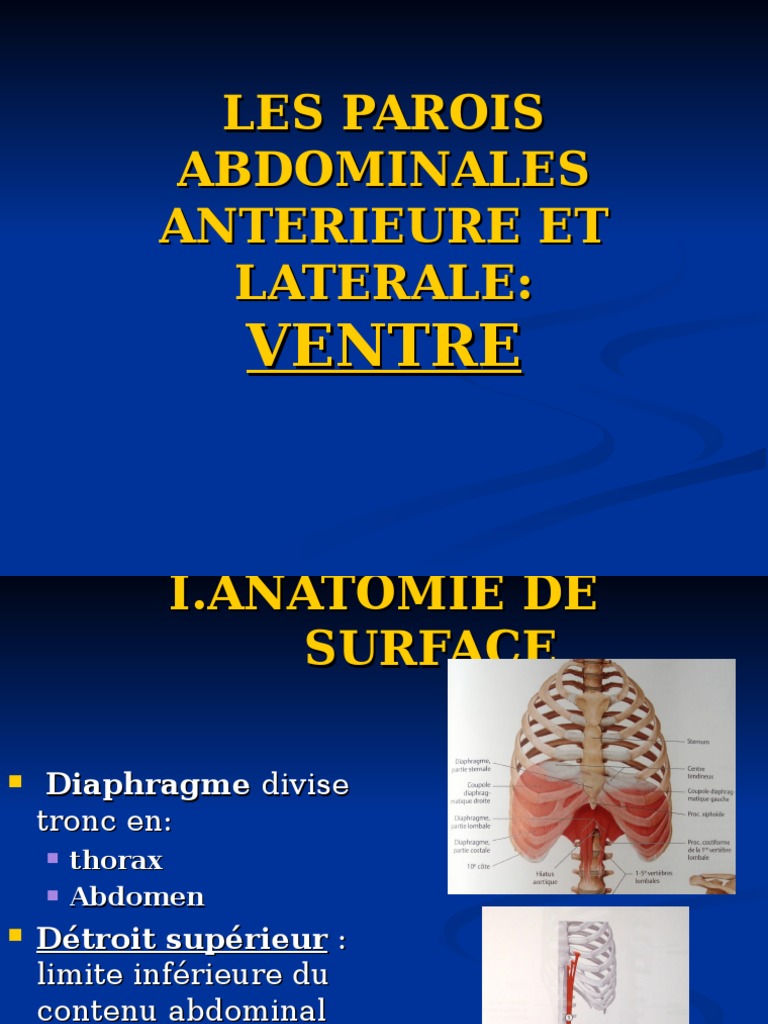 Les Parois Abdominales Medecine | PDF | Abdomen | Appareil locomoteur