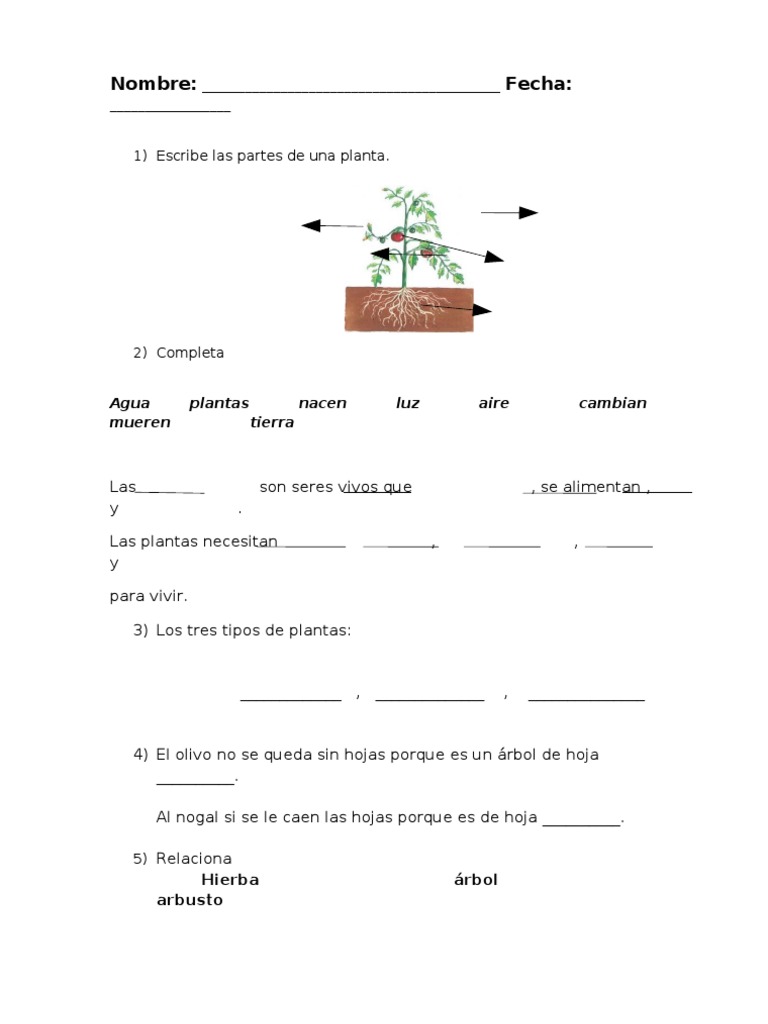 Examen Las Partes de Una Planta | PDF