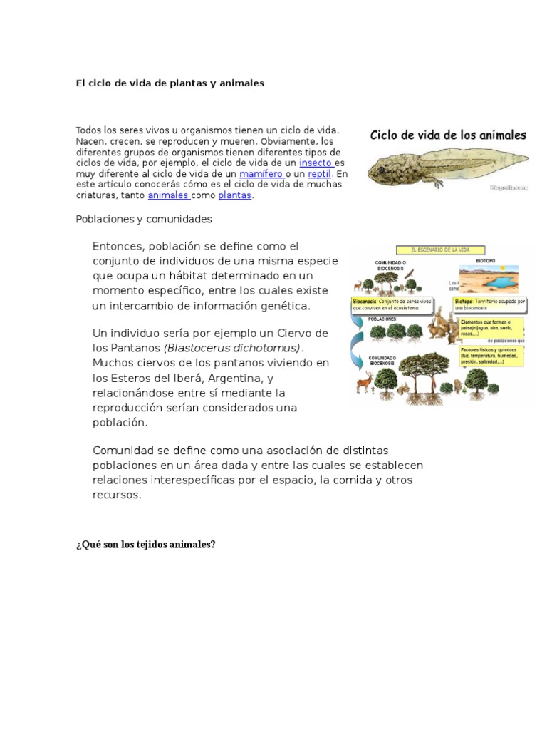 El Ciclo de Vida de Plantas y Animales | PDF | Plantas | Reproducción