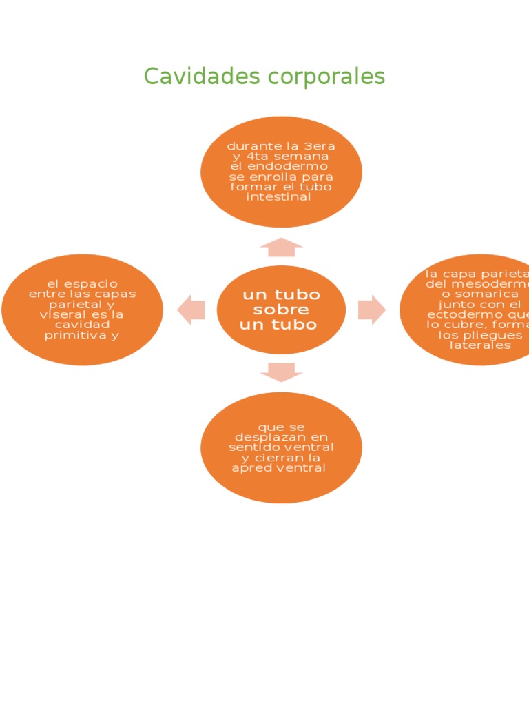 Cavidades Corporales - Mapa de Embrio - Ronald Riera | PDF | Abdomen | Tórax