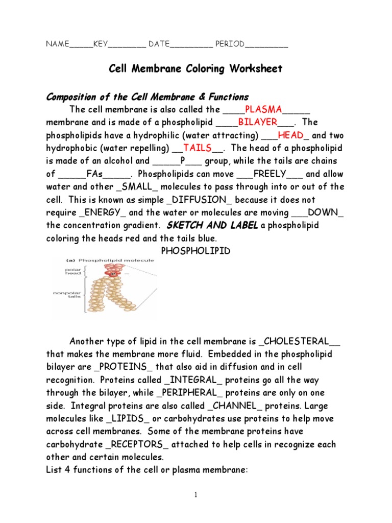2103 Cell Membrane Coloring Worksheet KEY | PDF | Cell Membrane ...