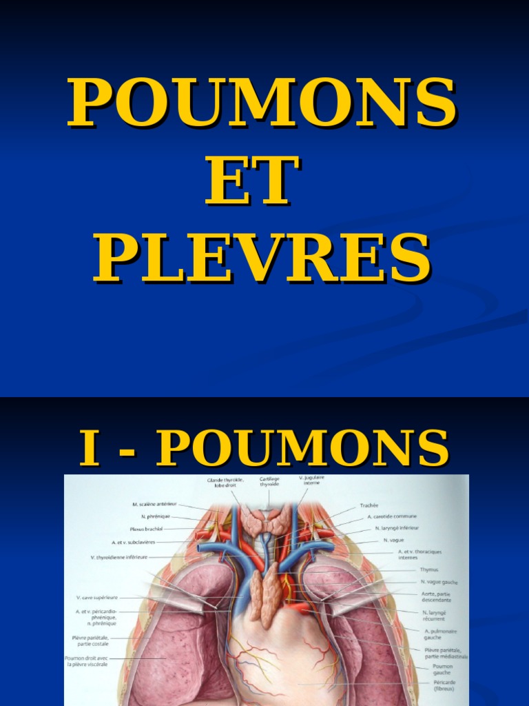 Anatomie des Poumons et Plèvres | PDF | Poumon | Thorax
