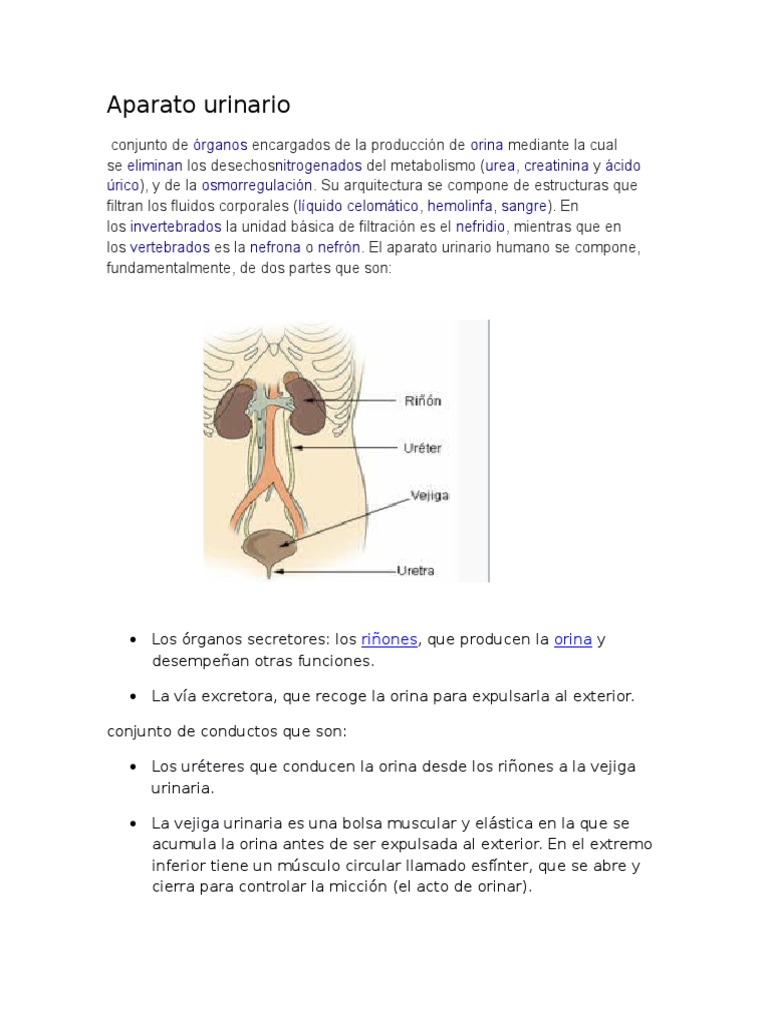 Aparato urinario | Sistema urinario | Orina