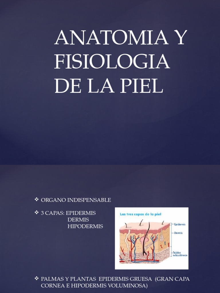 Anatomia y Fisiologia de La Piel | PDF | Piel | Epidermis