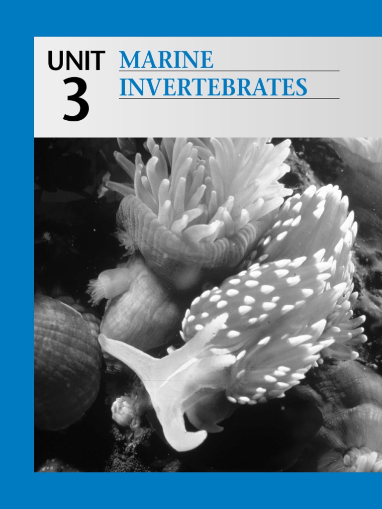 Marine Invertebrates Overview | PDF | Coral | Coral Reef