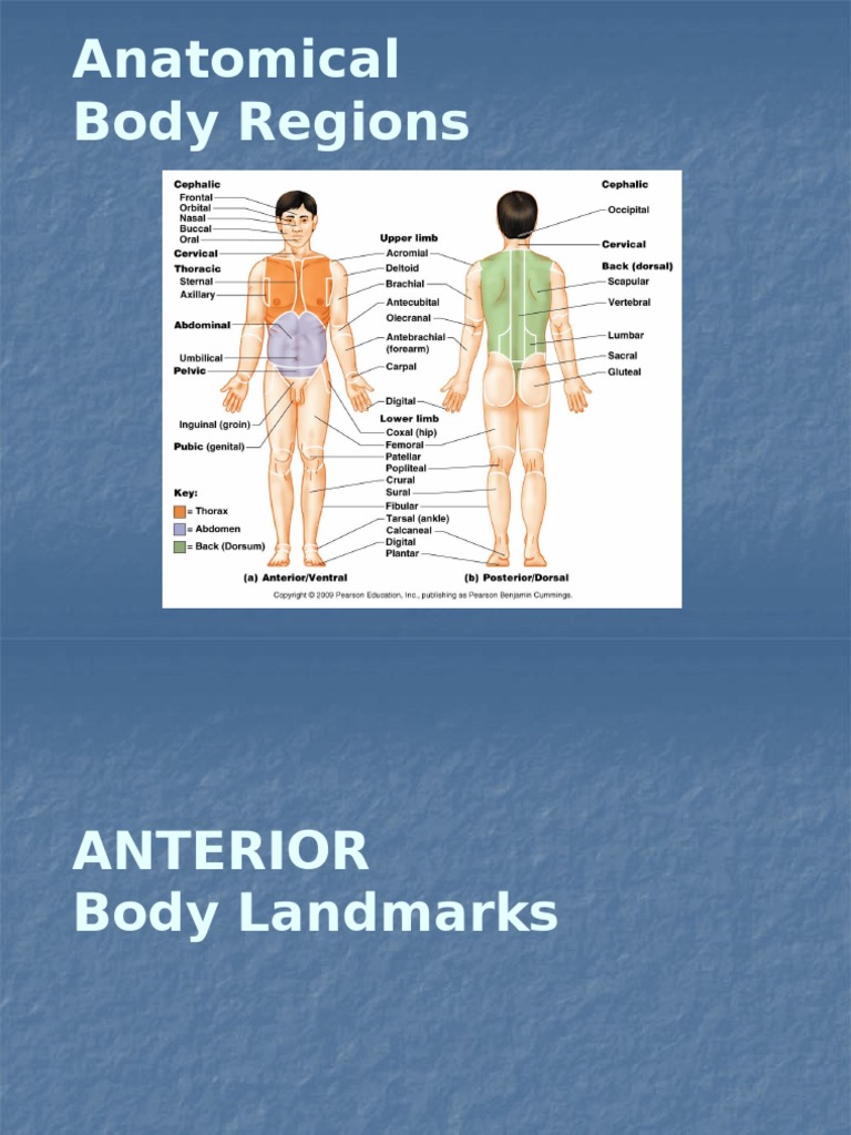 Anatomical Body Landmarks Explained | PDF