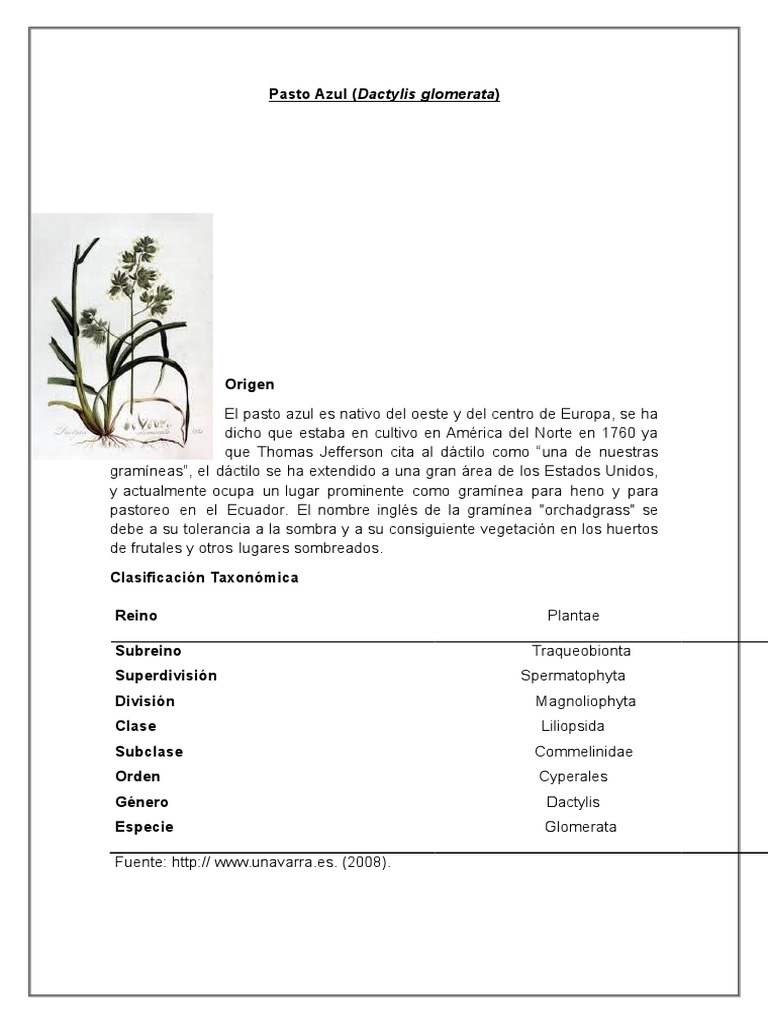 Características del Pasto Azul (Dactylis glomerata) | PDF | Botánica ...