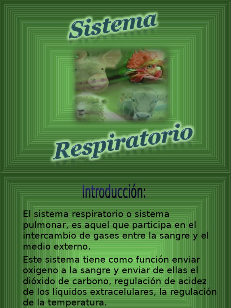 Sistema Respiratorio en Animales Domesticos | PDF | Pulmón | Anatomía