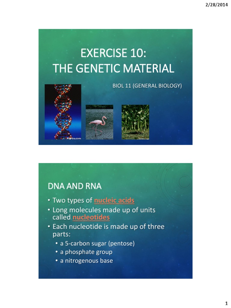DNA and RNA: Structure and Function | PDF