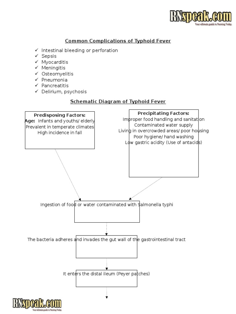 Pathophysiology and Schematic Diagram of Typhoid Fever